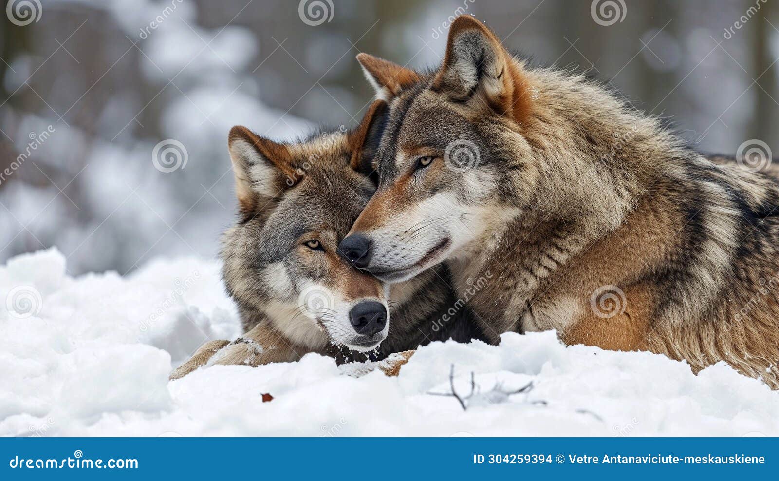 Two Beautiful Wolves in Cold Snowy Winter Forest. Stock Photo - Image ...