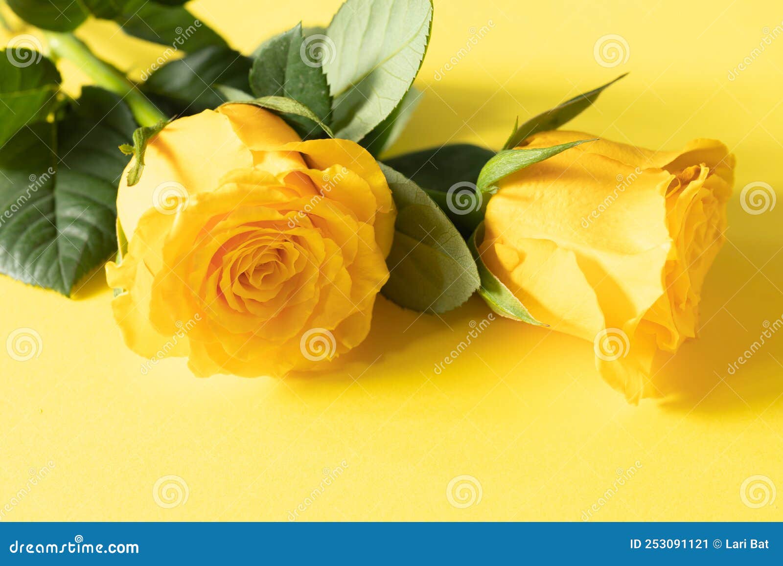Two Beautiful Yellow Roses on Yellow Background Stock Image - Image of ...