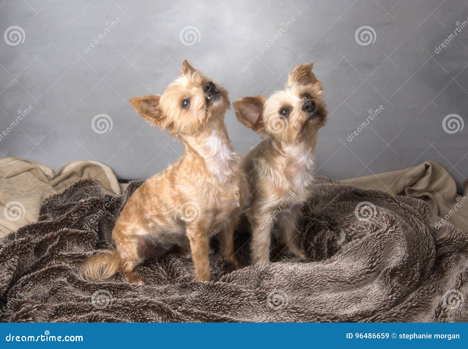 Two Beautiful Yorkshire Terriers Stock Image - Image of yorkshire ...