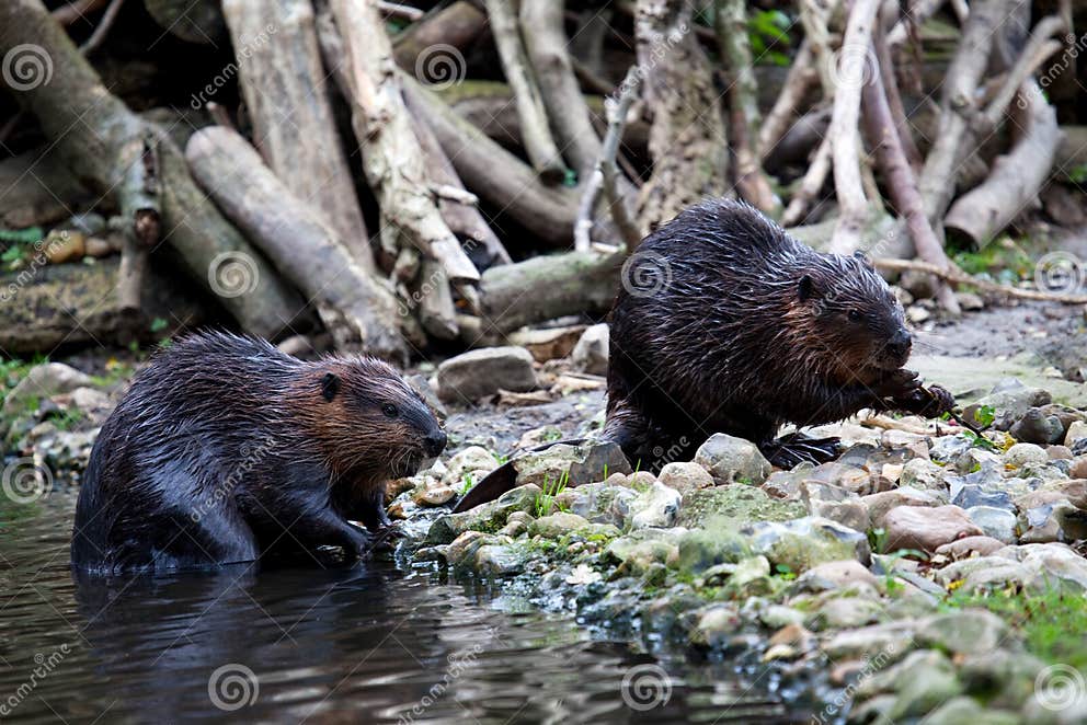 Two Beavers stock photo. Image of pair, aquatic, beaver - 16250752