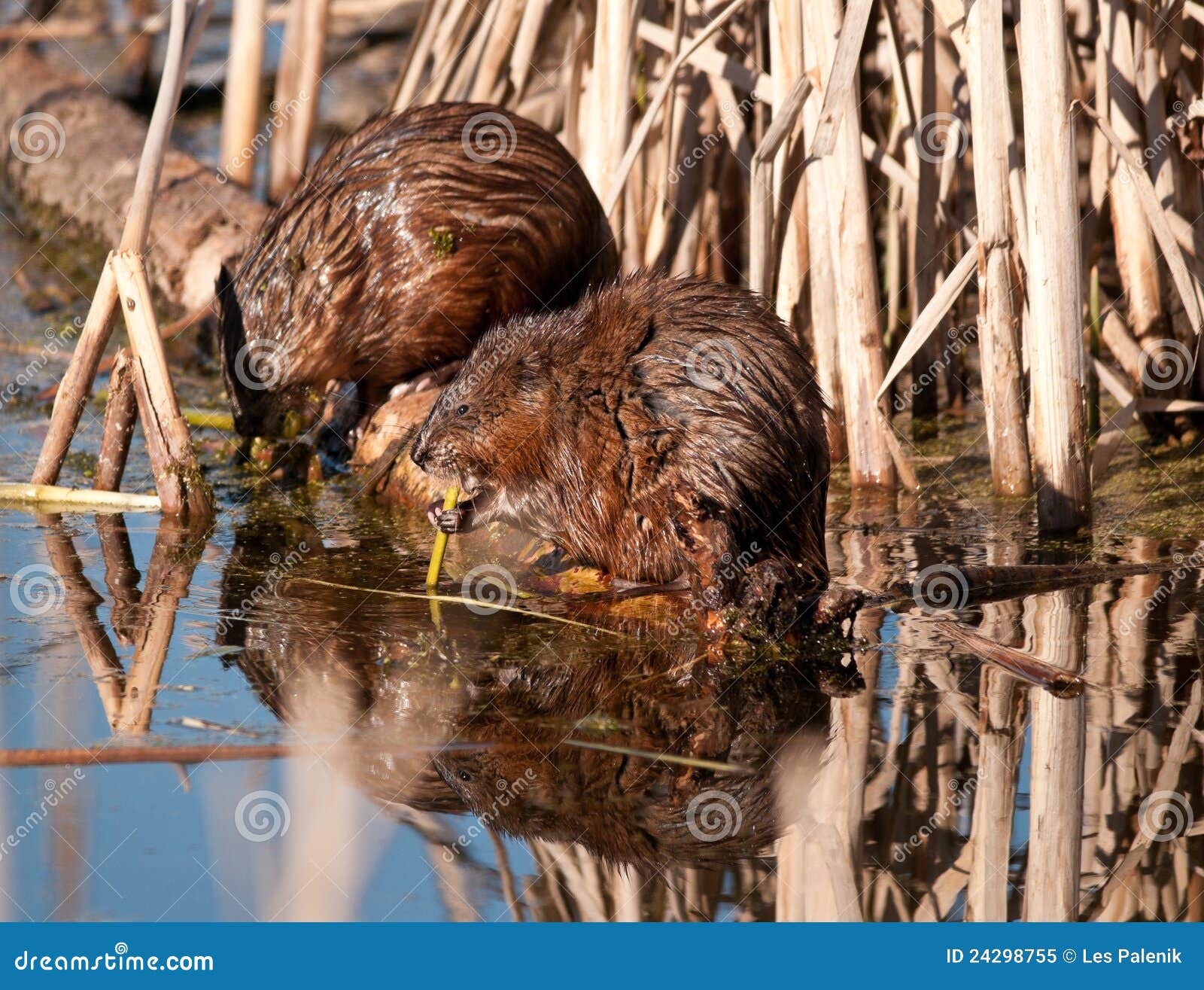 Two beavers stock image. Image of beaver, rodent, water - 24298755