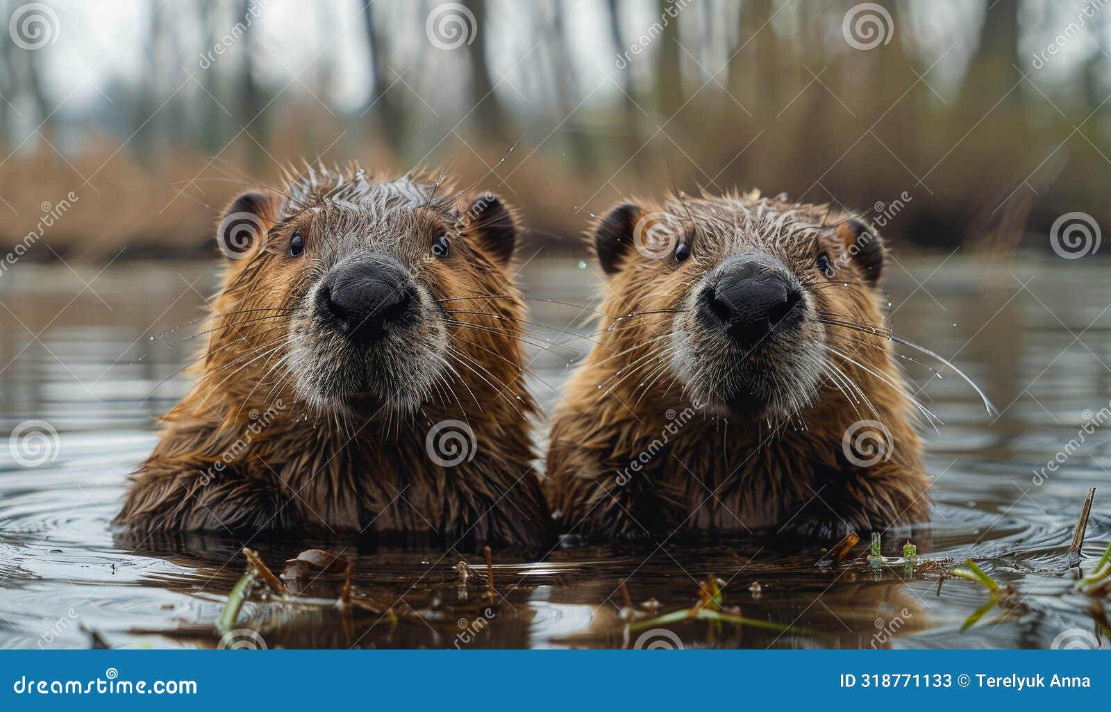 Two Beavers are Sitting in the Water and Looking at the Camera Stock ...