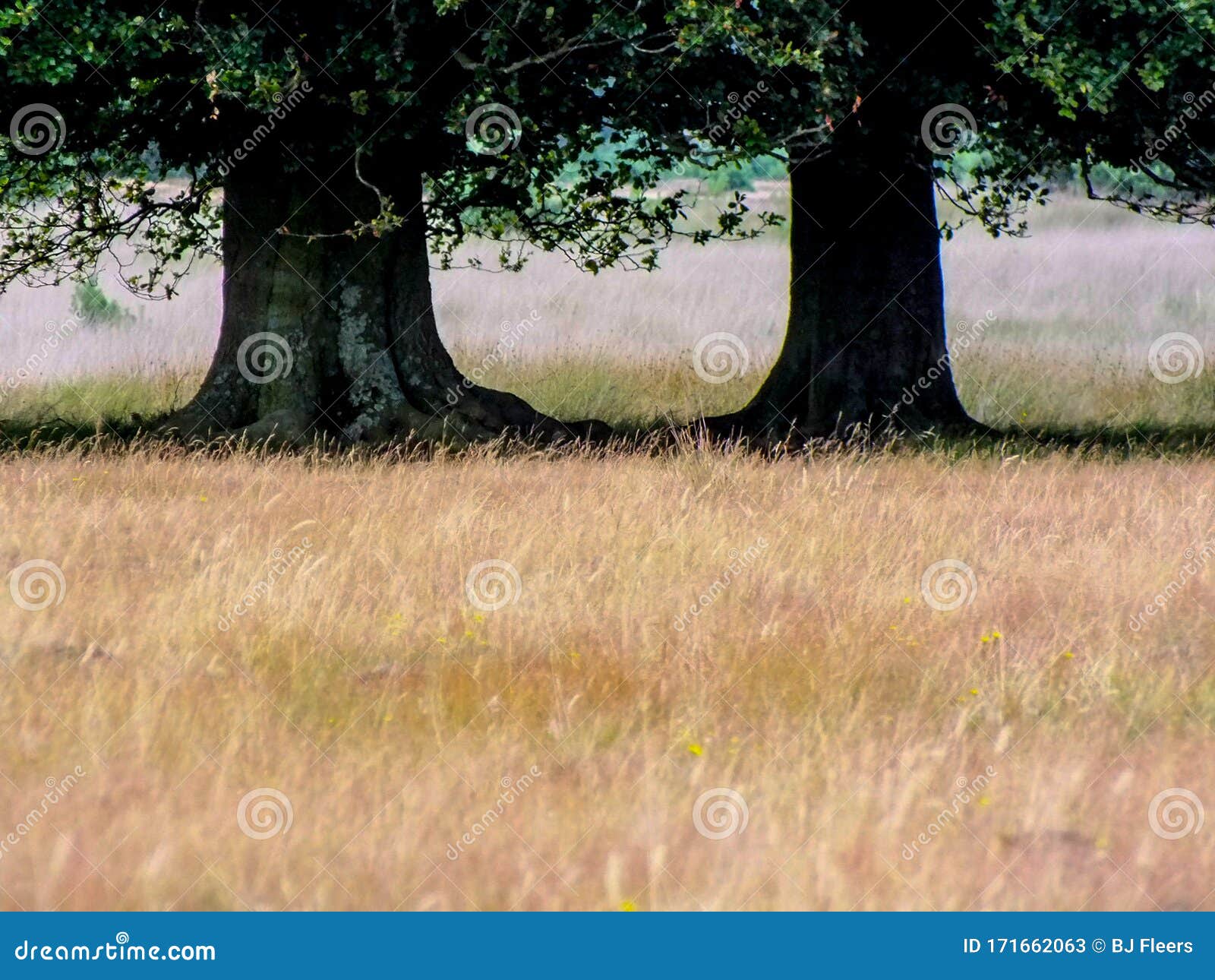 Two become one tree field stock image. Image of field - 171662063