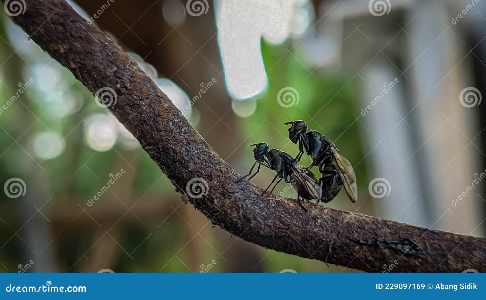 The two Bee stock image. Image of leaf, plant, nature - 229097169