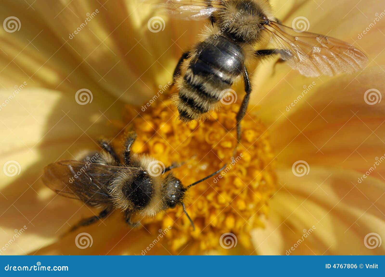 Two bee close-up stock photo. Image of danger, abdomen - 4767806