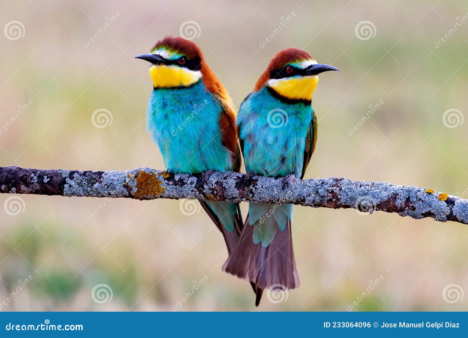 Bee-eaters Sitting On A Branch, Isoalated On White Background Royalty ...
