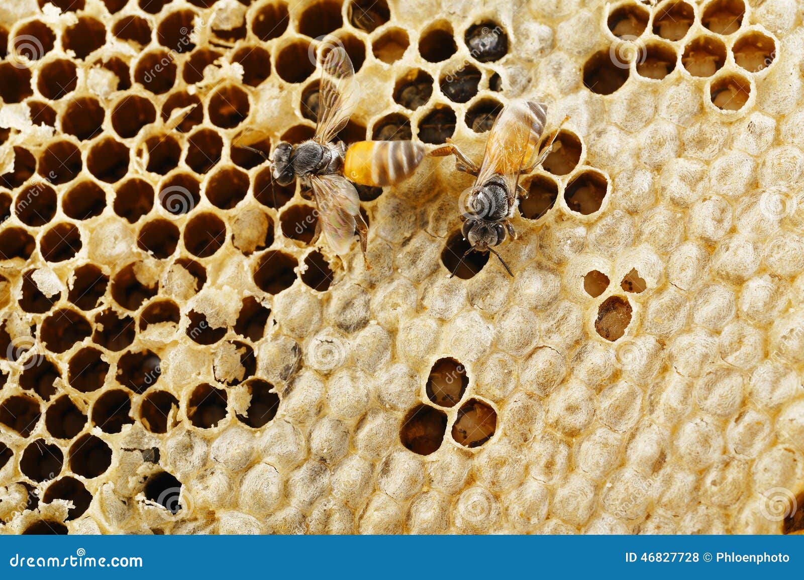 Two bee on honeycomb stock photo. Image of freshness - 46827728