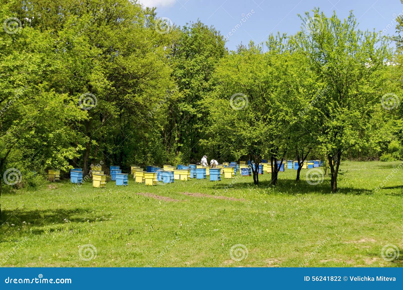 Two Bee-masters in Veil at Apiary Work among Hives Stock Photo - Image ...
