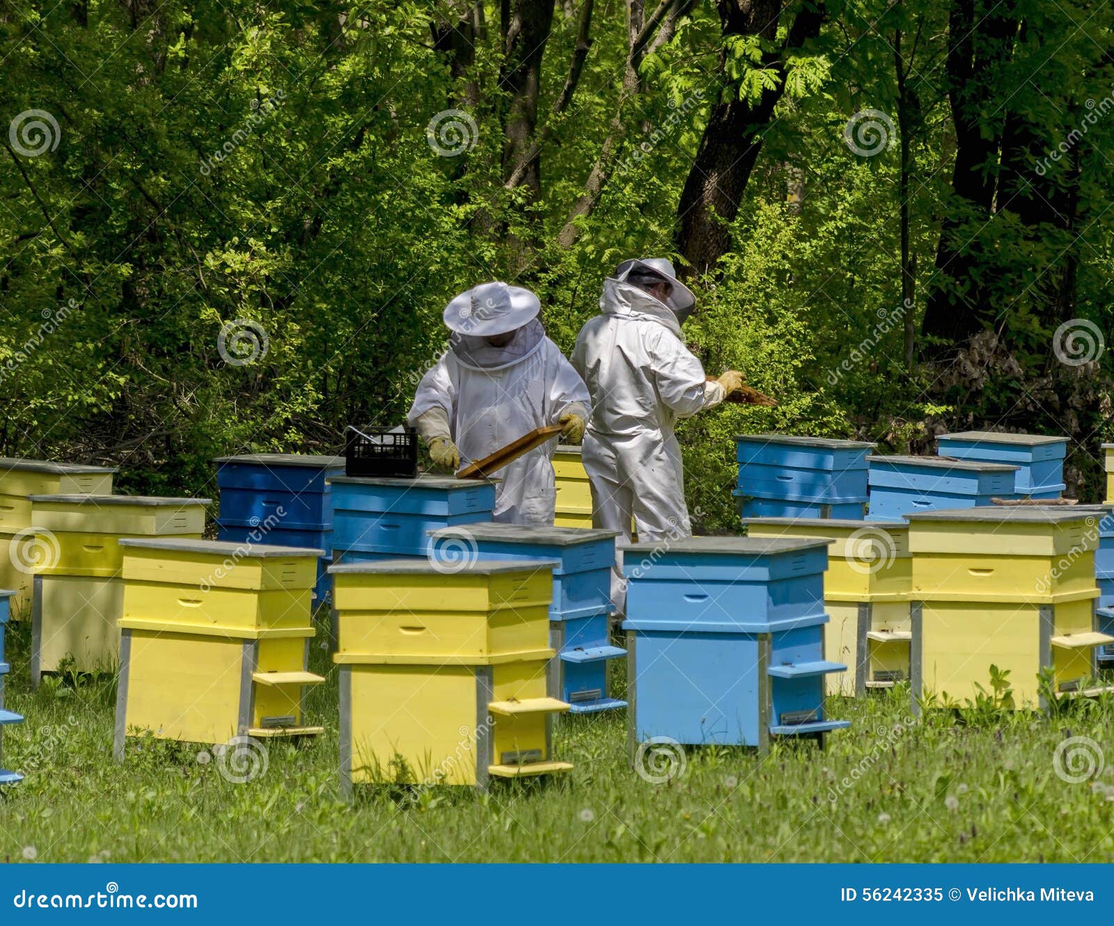 Two Bee-masters in Veil at Apiary Work among Hives Stock Image - Image ...