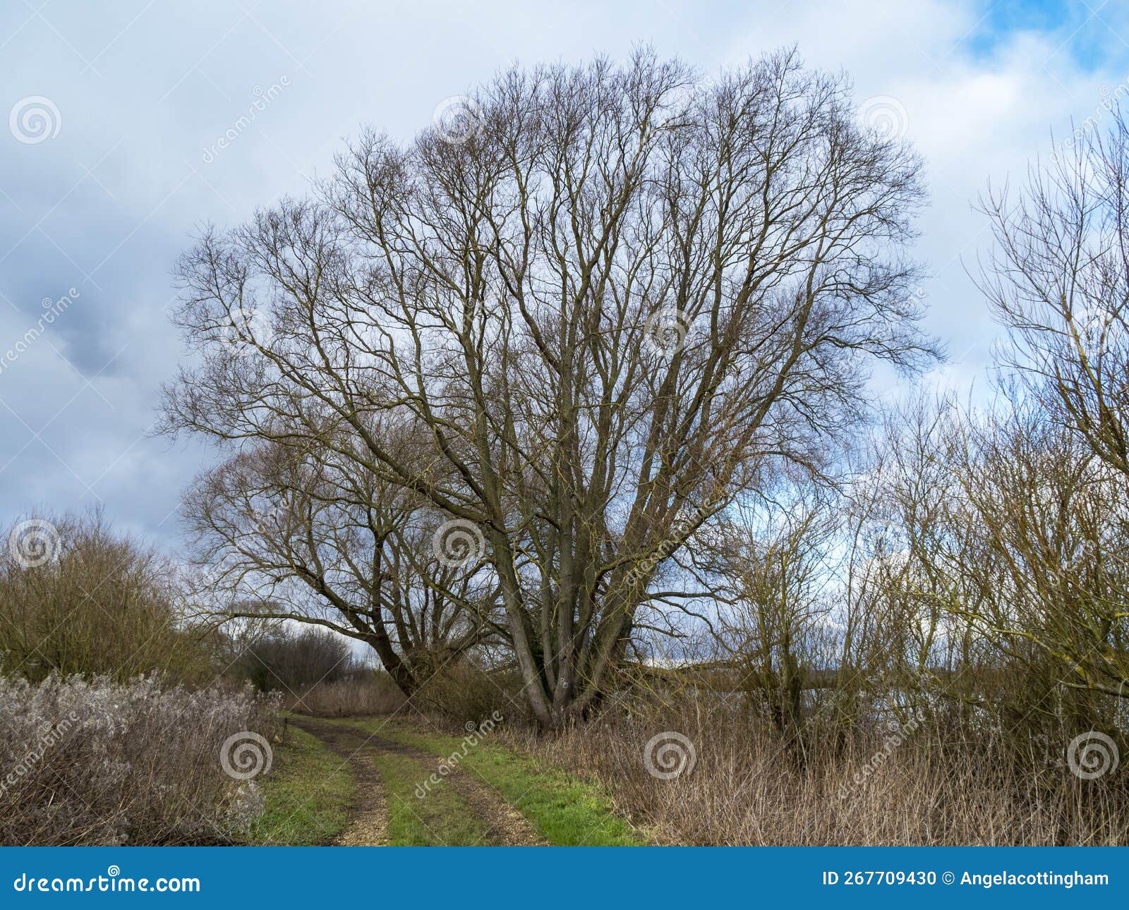 Two Beech Trees in Winter beside a Trail Stock Photo - Image of clouds ...