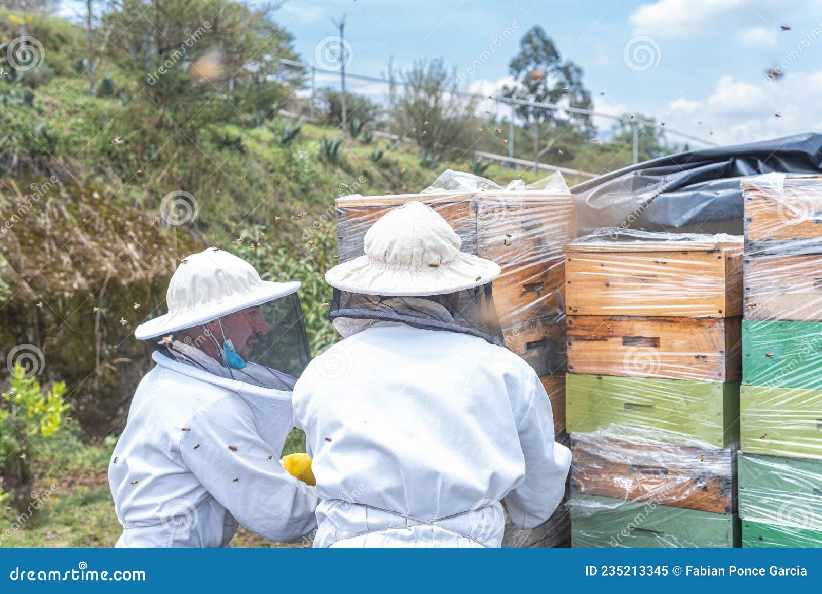 Two Beekeepers Arrange Honeycombs in a Vehicle Stock Image - Image of ...