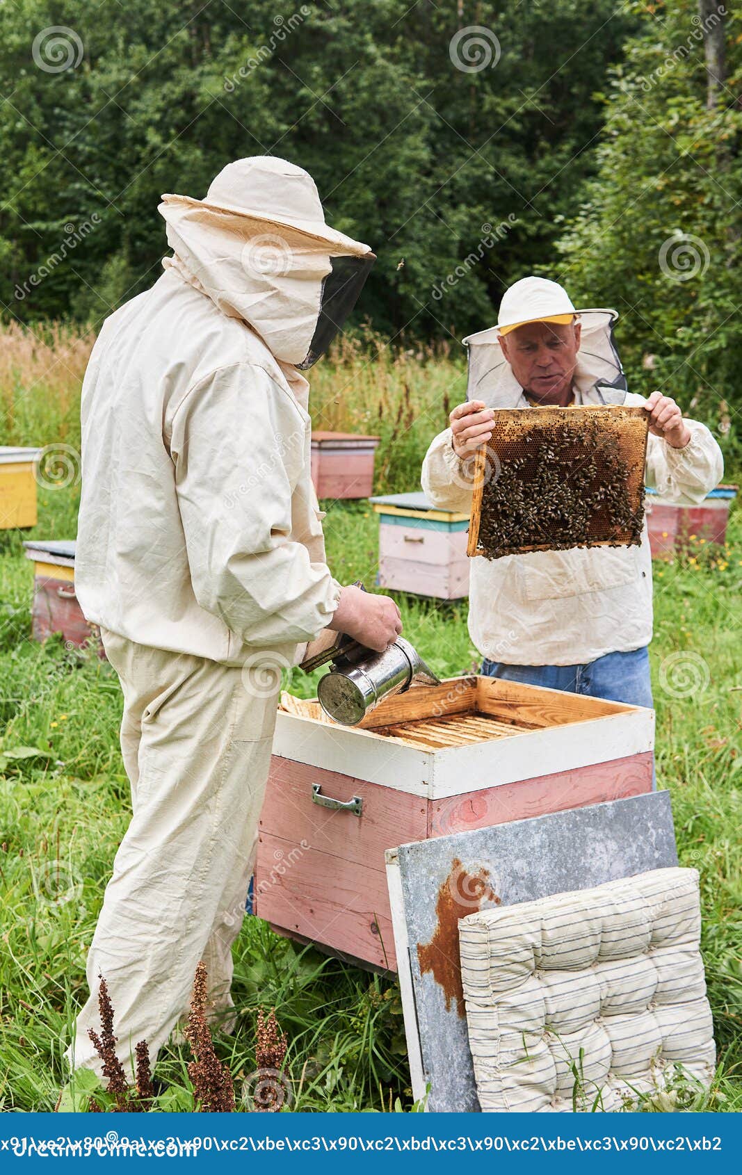 Two Beekeepers Checking the Hive Using a Smoker and Examines Removed ...