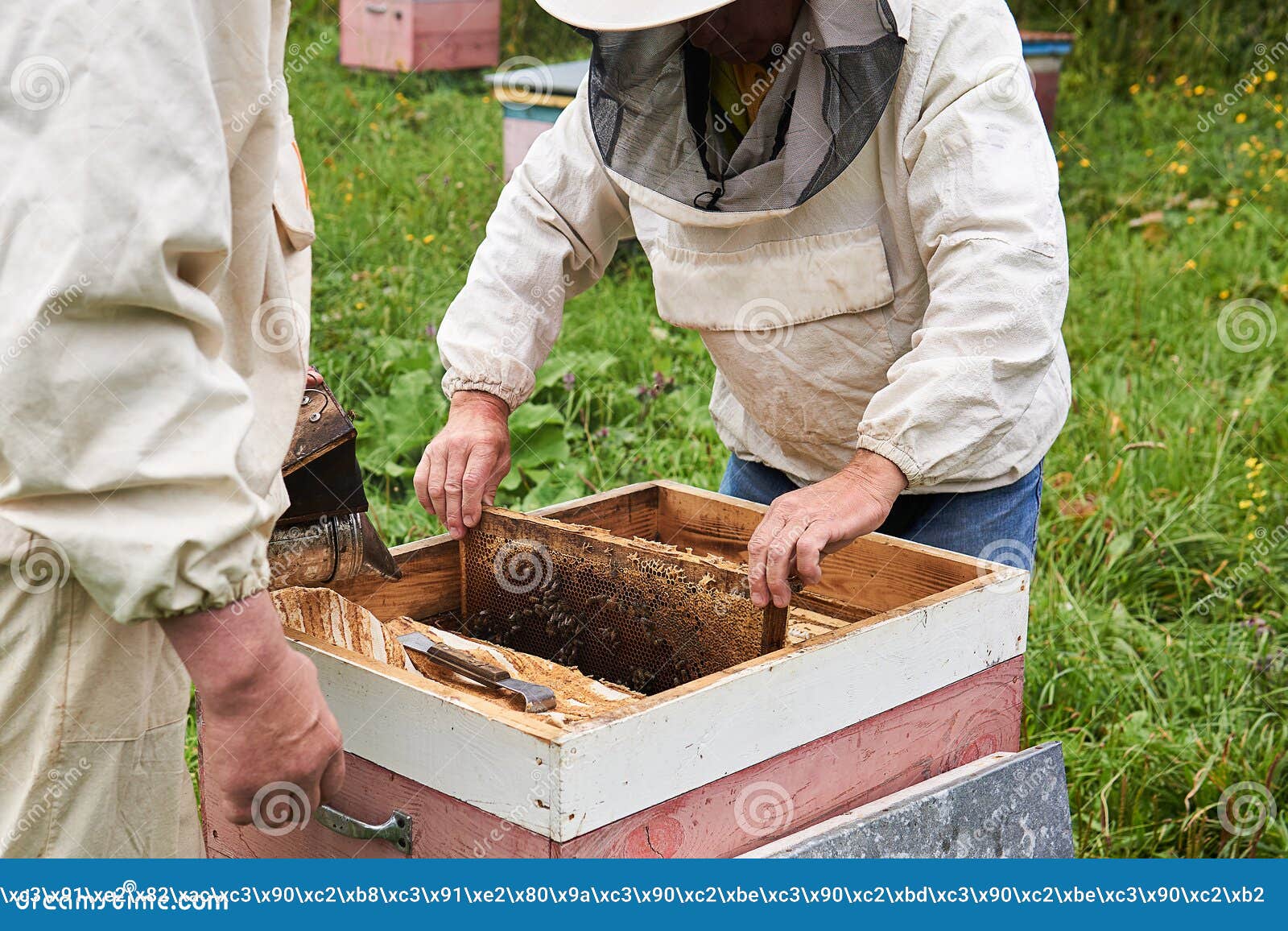 Two Beekeepers Checking the Hive Using a Smoker and Extracts the Brood ...