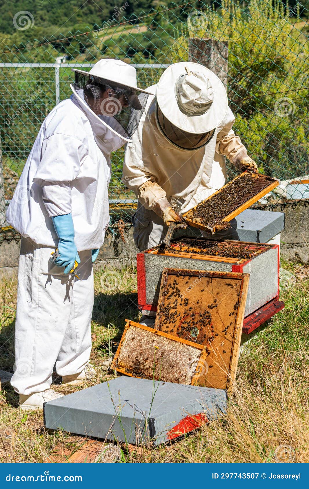 Two Beekeepers Looking at a Honeycomb Extracted from a Hive Stock Image ...