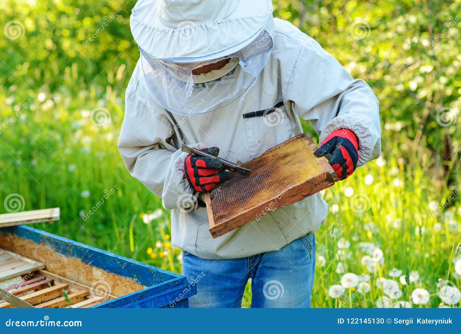 Two Beekeepers Work on an Apiary. Summer Stock Photo - Image of hobby ...
