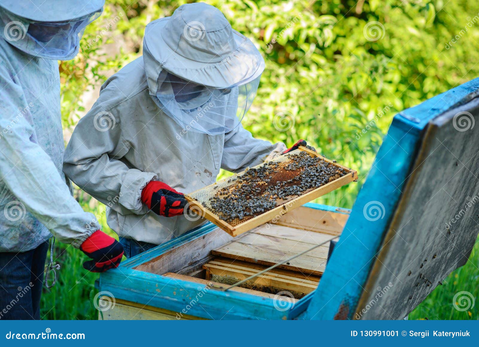 Two Beekeepers Work on an Apiary. Summer Stock Image - Image of honey ...