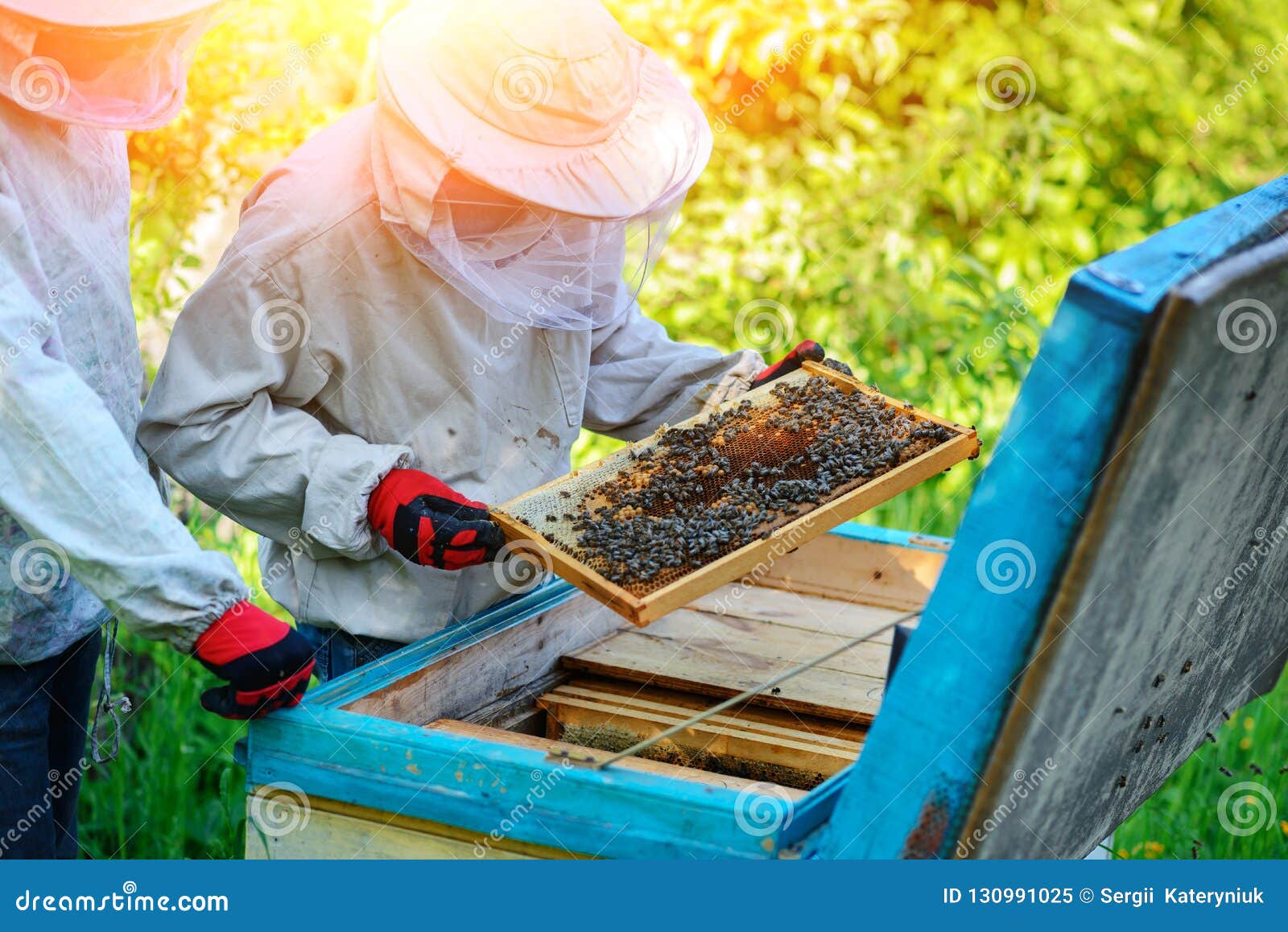 Two Beekeepers Work on an Apiary. Summer Stock Image - Image of meadow ...