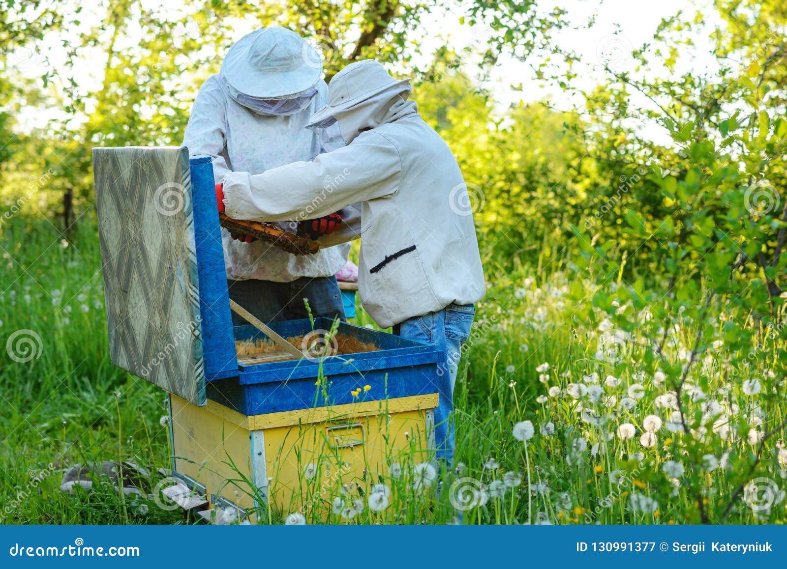 Two Beekeepers Work on an Apiary. Summer Stock Image - Image of apis ...