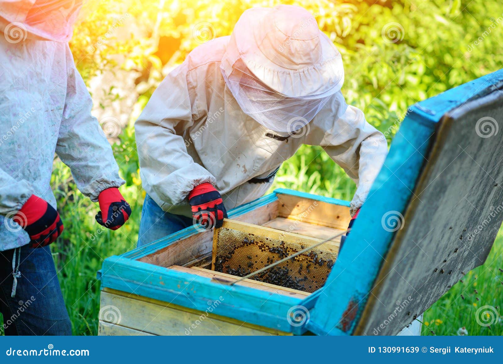 Two Beekeepers Work on an Apiary. Summer Stock Image - Image of apiary ...