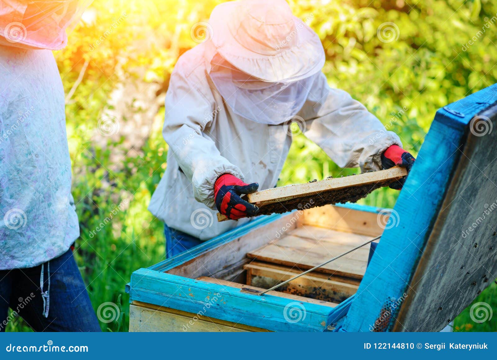 Two Beekeepers Work on an Apiary. Summer Stock Photo - Image of meadow ...