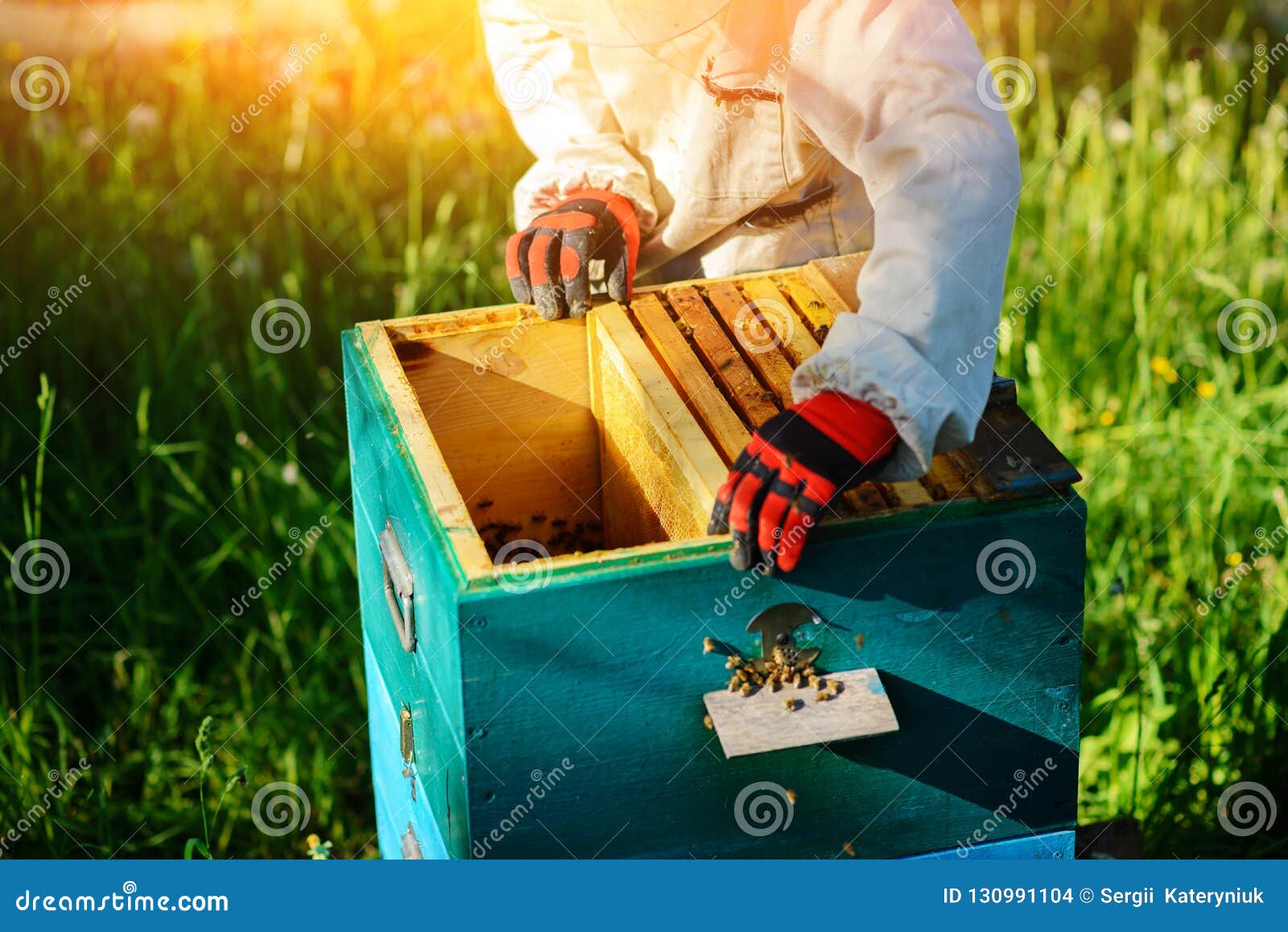 Two Beekeepers Work on an Apiary. Summer Stock Photo - Image of ...