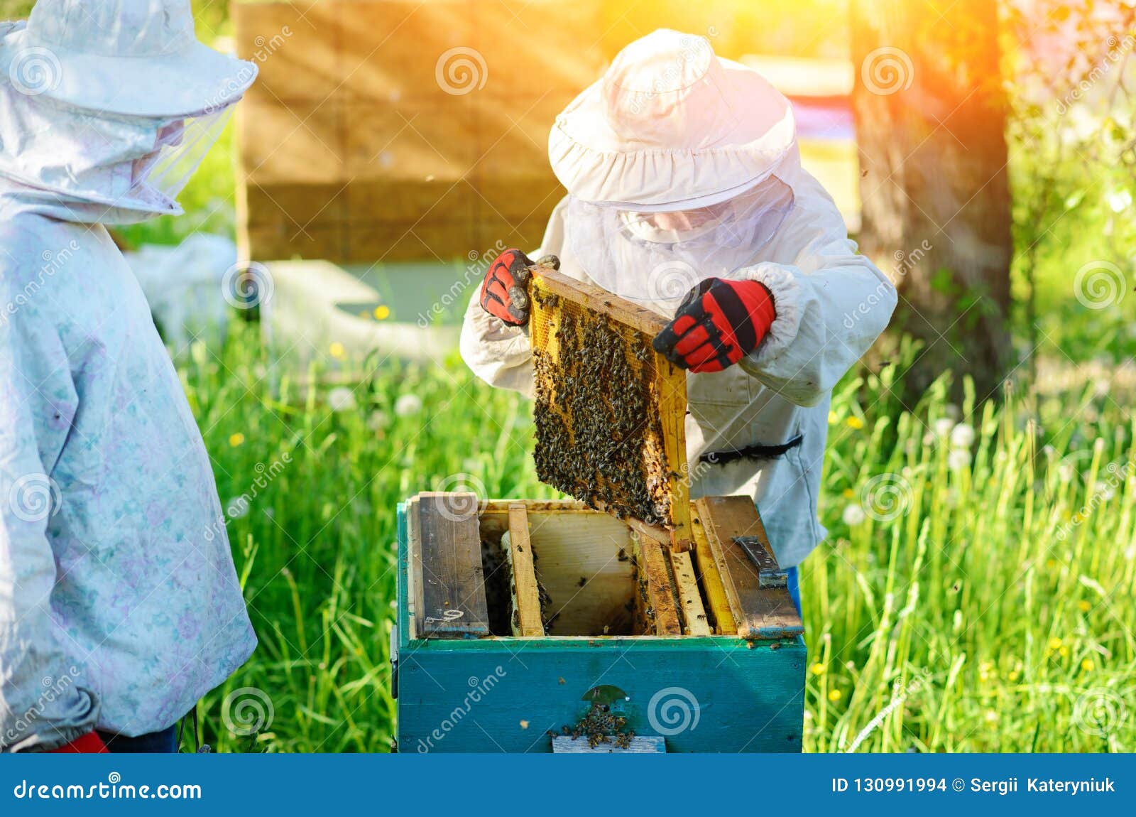 Two Beekeepers Work on an Apiary. Summer Stock Photo - Image of animal ...