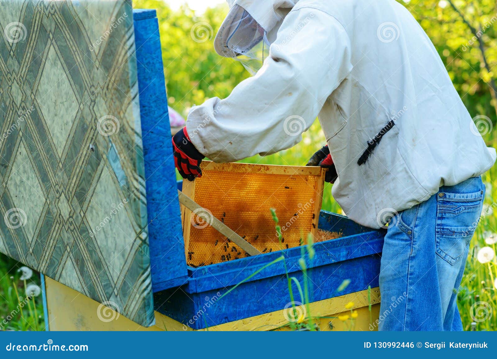 Two Beekeepers Work on an Apiary. Summer Stock Photo - Image of family ...