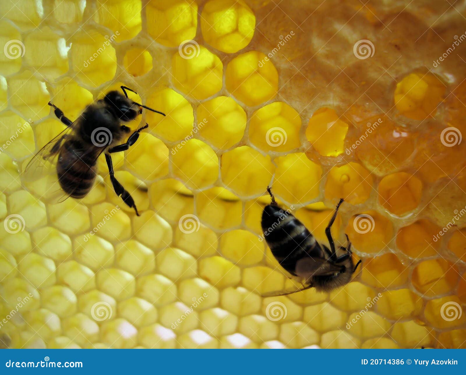 Two bees stock photo. Image of work, yellow, beehive - 20714386