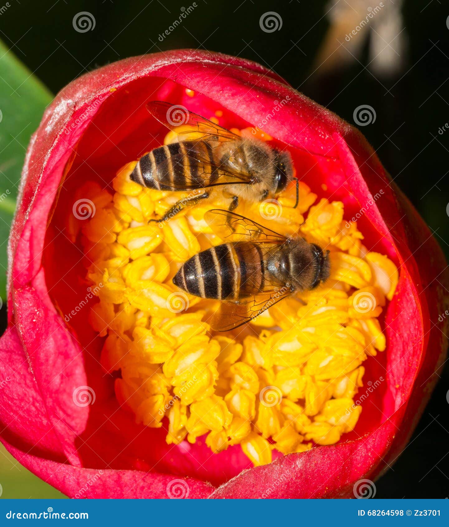 Two bees stock photo. Image of camellia, bumble, flora - 68264598