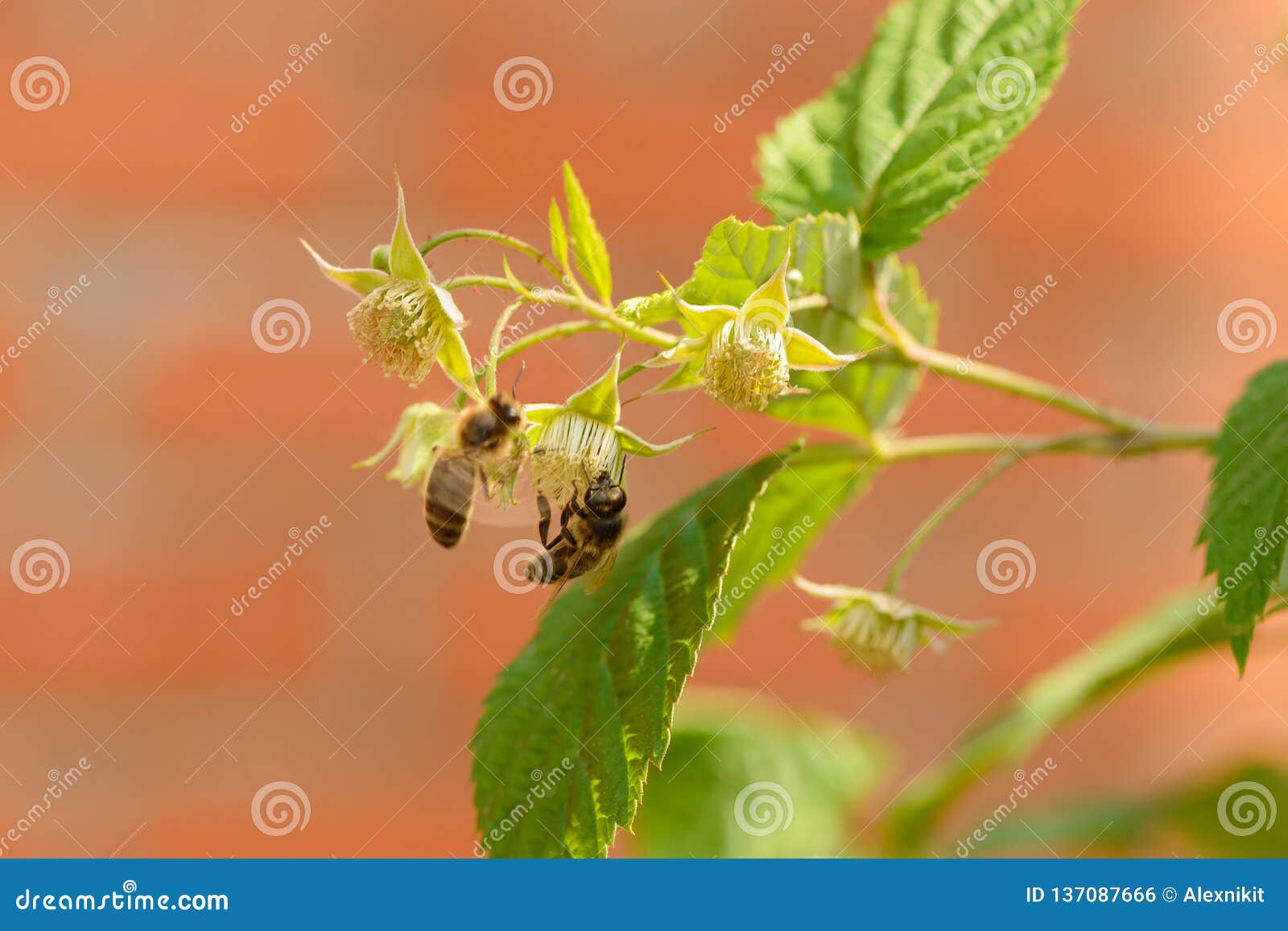 Two bees collect nectar stock photo. Image of flora - 137087666
