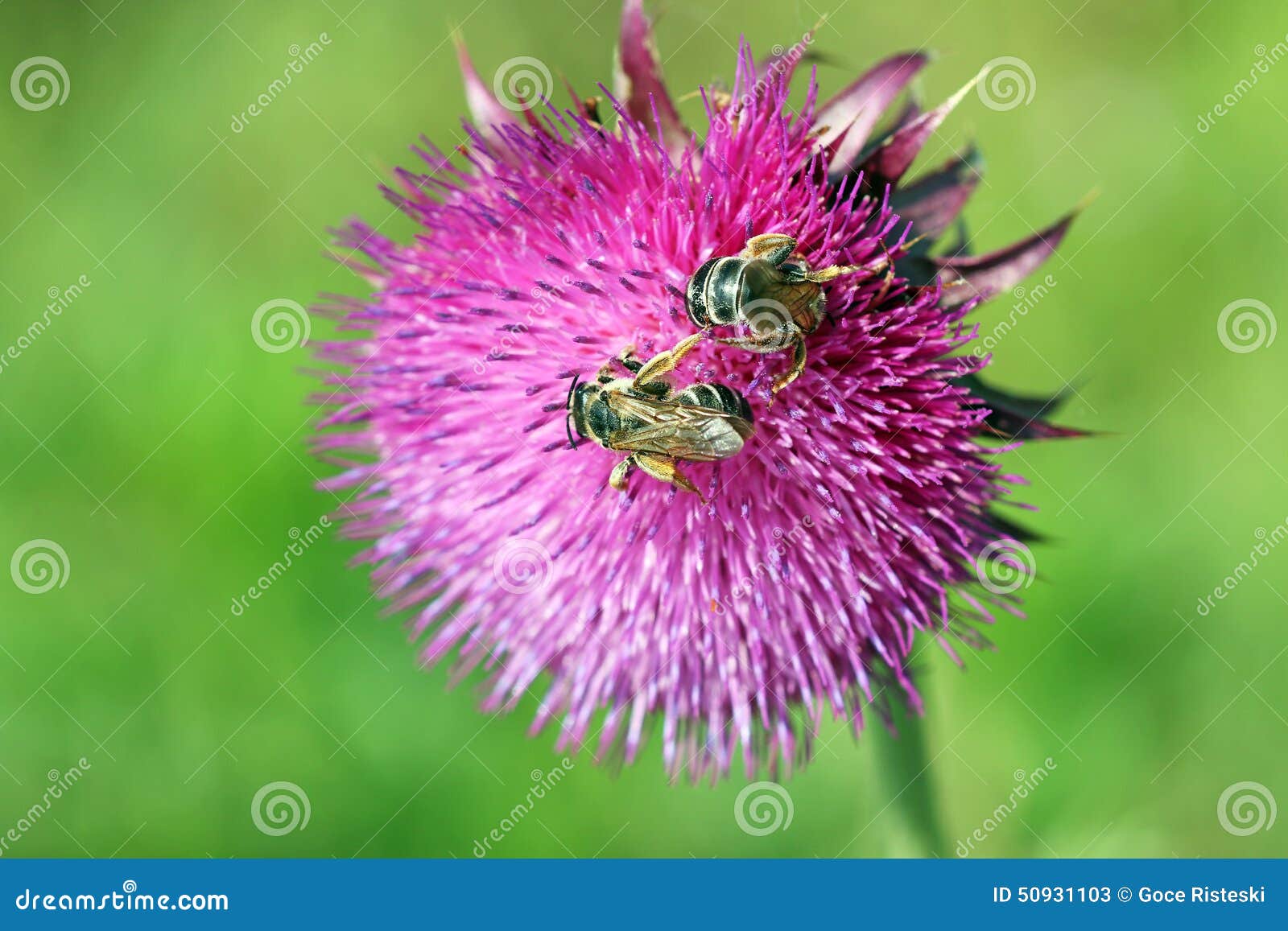 Two bees on flower stock image. Image of agriculture - 50931103