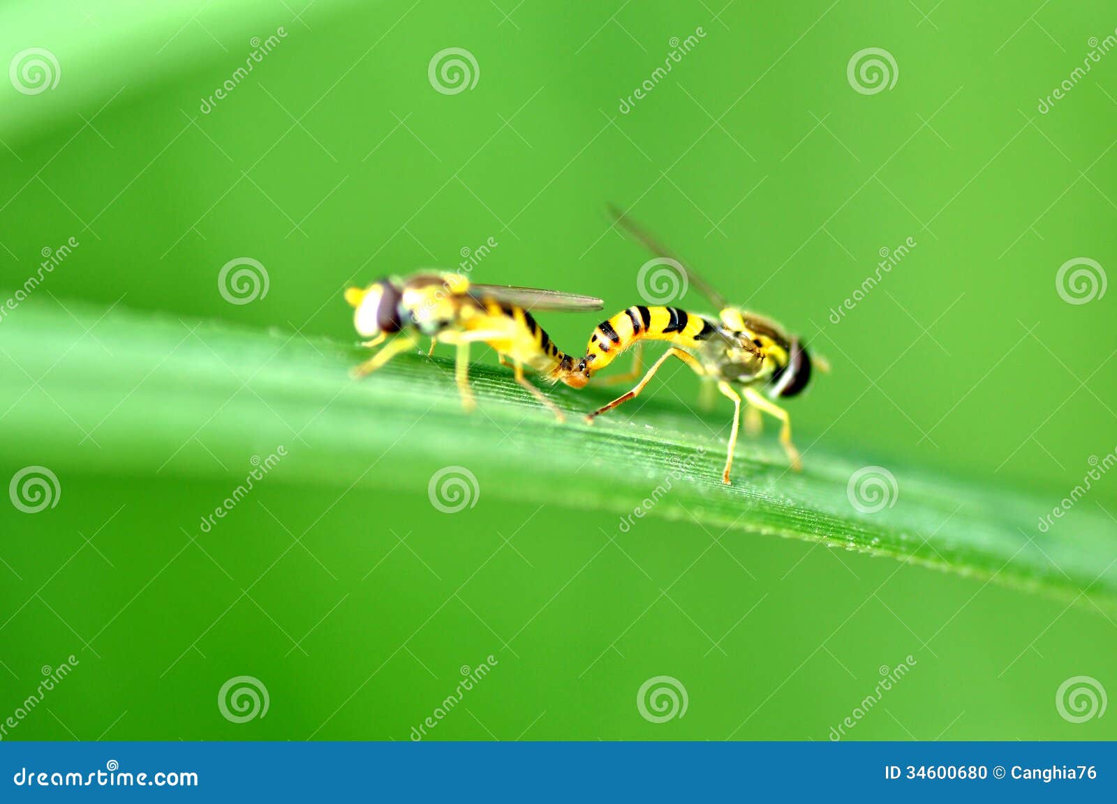Two bees stock photo. Image of mating, good, macro, natural - 34600680