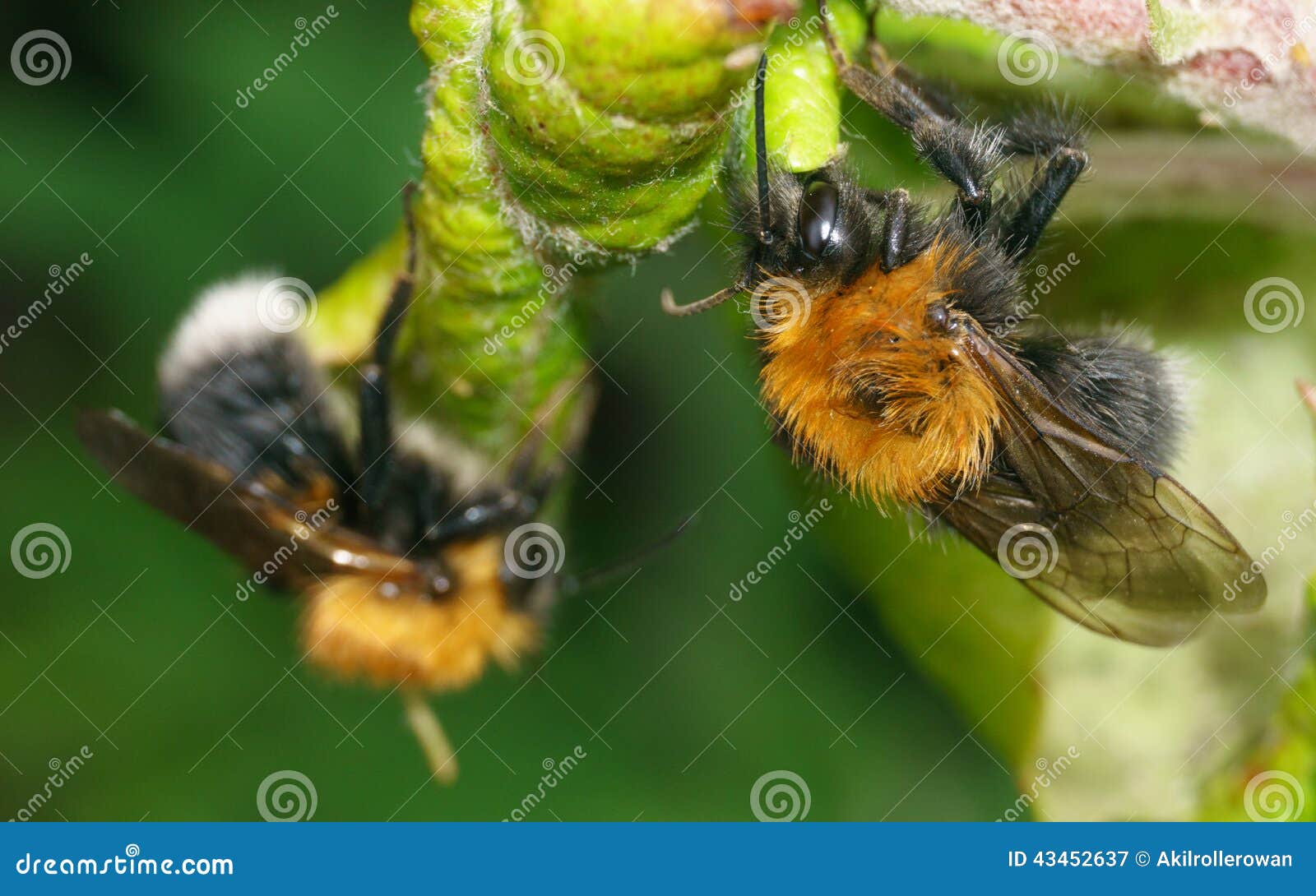 Two Bees on a green leaf stock image. Image of animal - 43452637