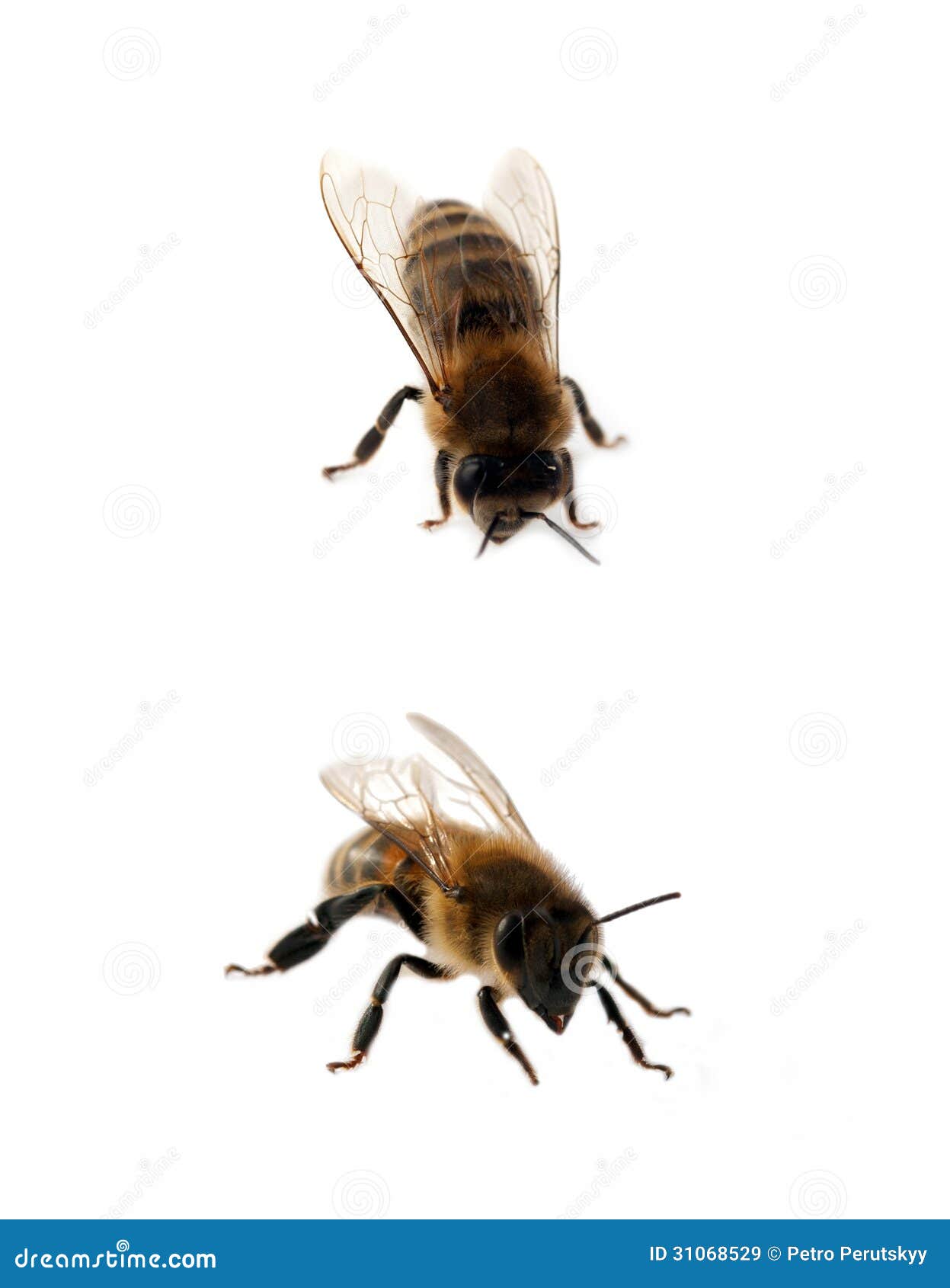 Two Bees Isolated Royalty Free Stock Images - Image: 31068529