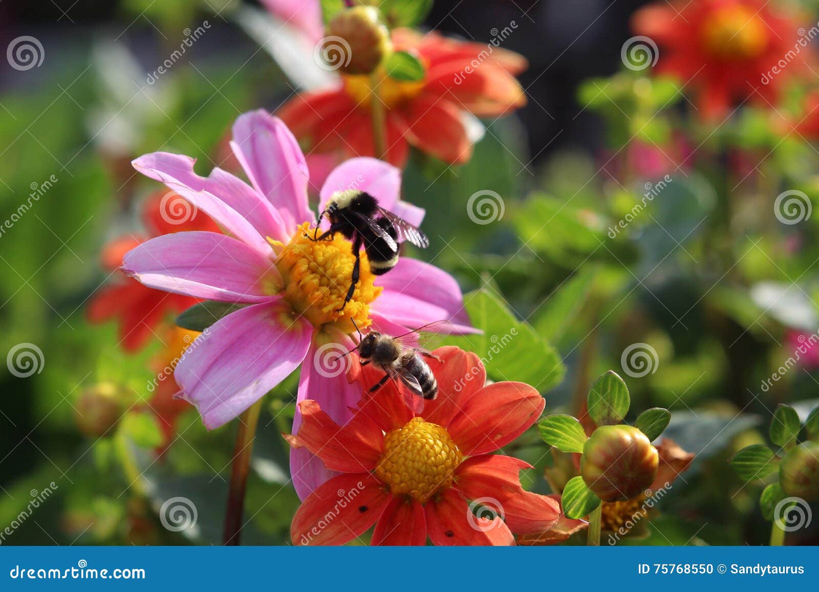Two bees on pink flower stock photo. Image of bees, bloom - 75768550