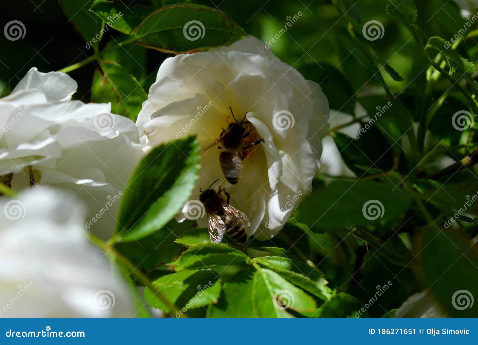 Bees on a rose flower stock image. Image of insect, rose - 186271651