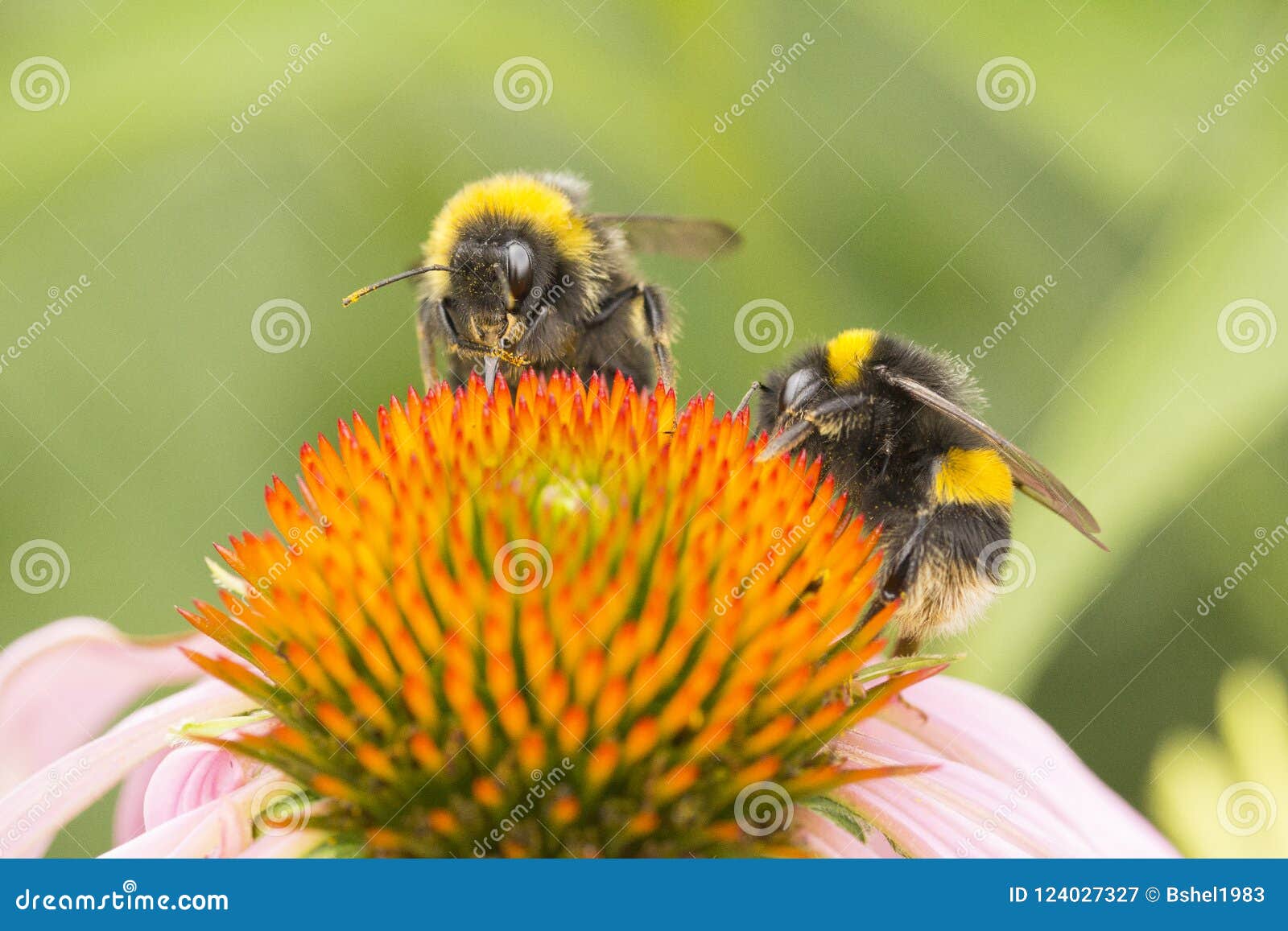 Two bees stock image. Image of plantlife, bees, wildlife - 124027327