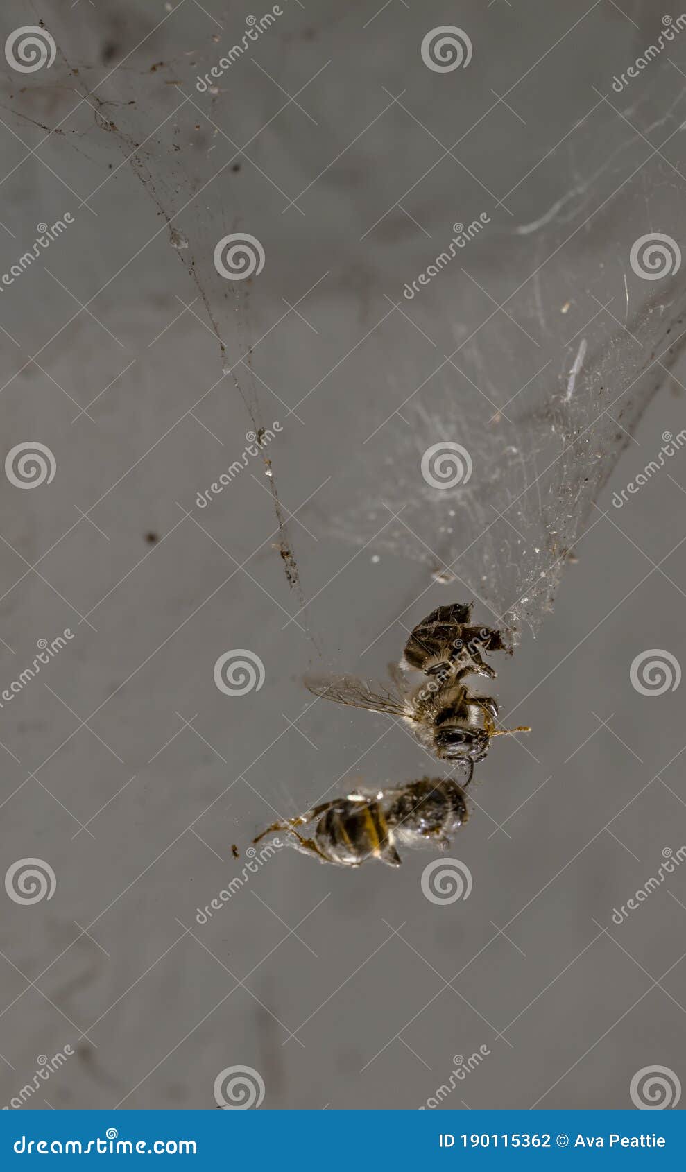 Two Honey Bees Stuck in a Spiders Web Stock Photo - Image of summer ...