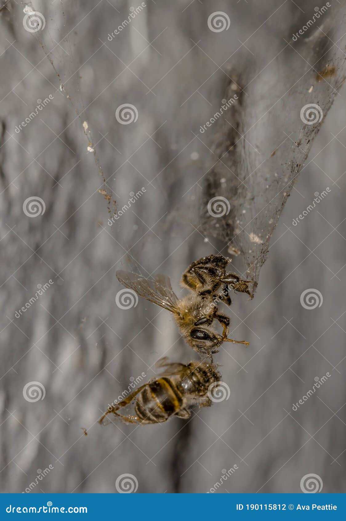 Two Honey Bees Stuck in a Spiders Web Stock Photo - Image of yellow ...