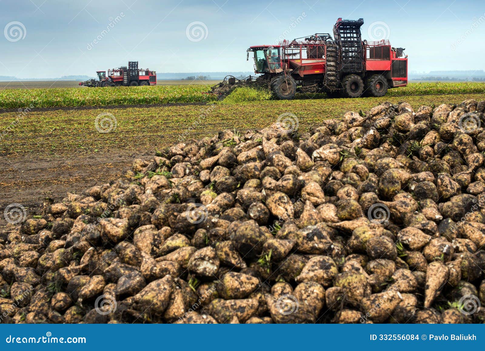 Two Beet Harvesters in the Process and Heap of Beets Stock Photo ...