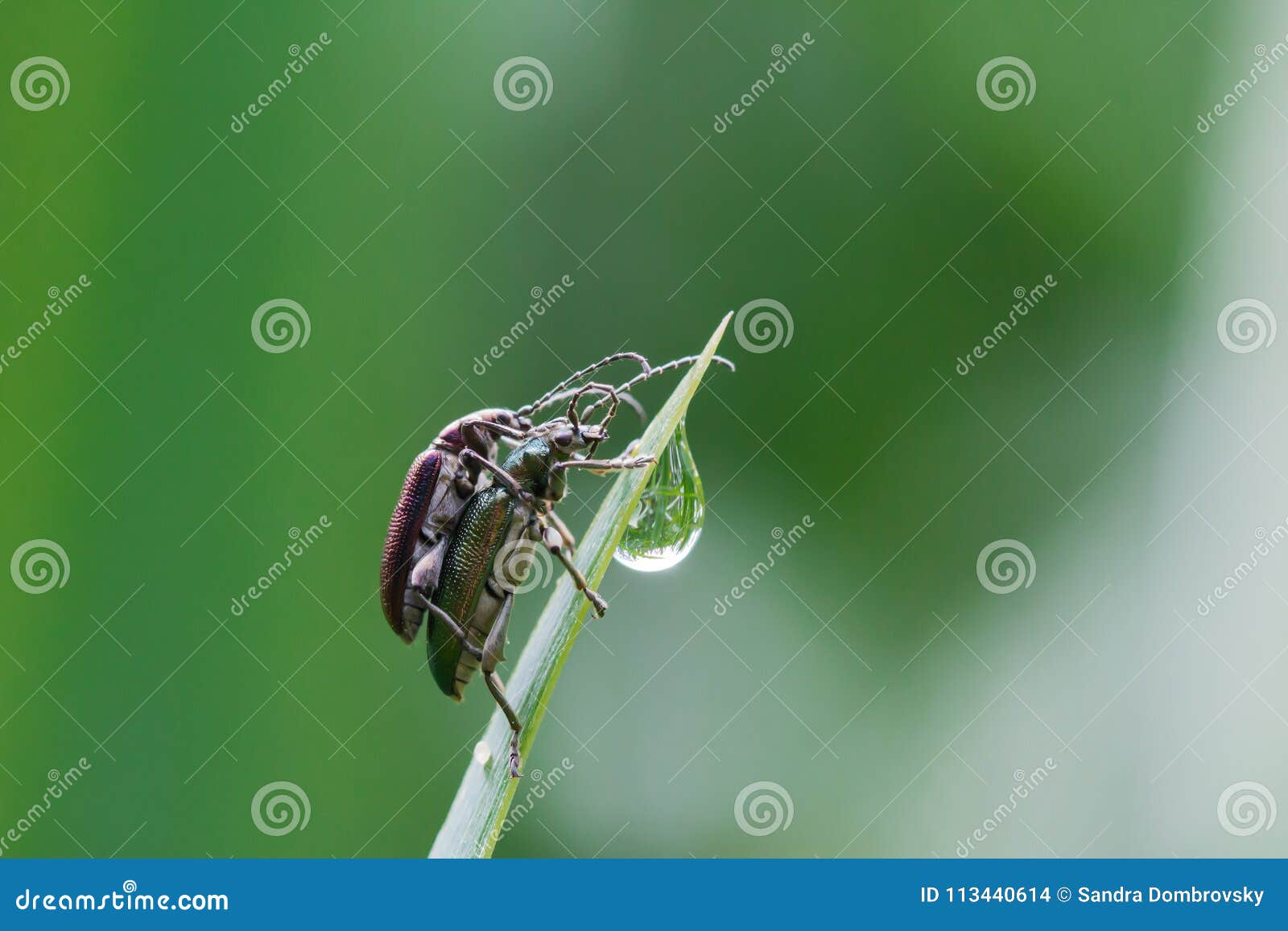 Two Beetle Crawls Up on the Grass Outside Stock Photo - Image of black ...