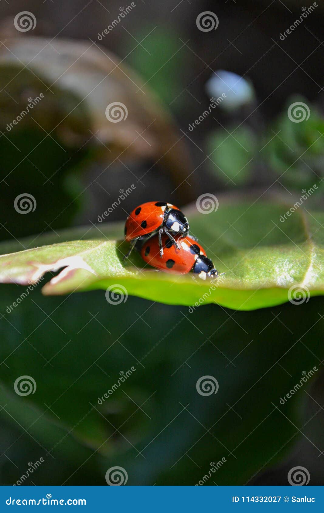 Two Beetle Ladybug Copulate on the Edge of a Green Leaf, Two Red ...