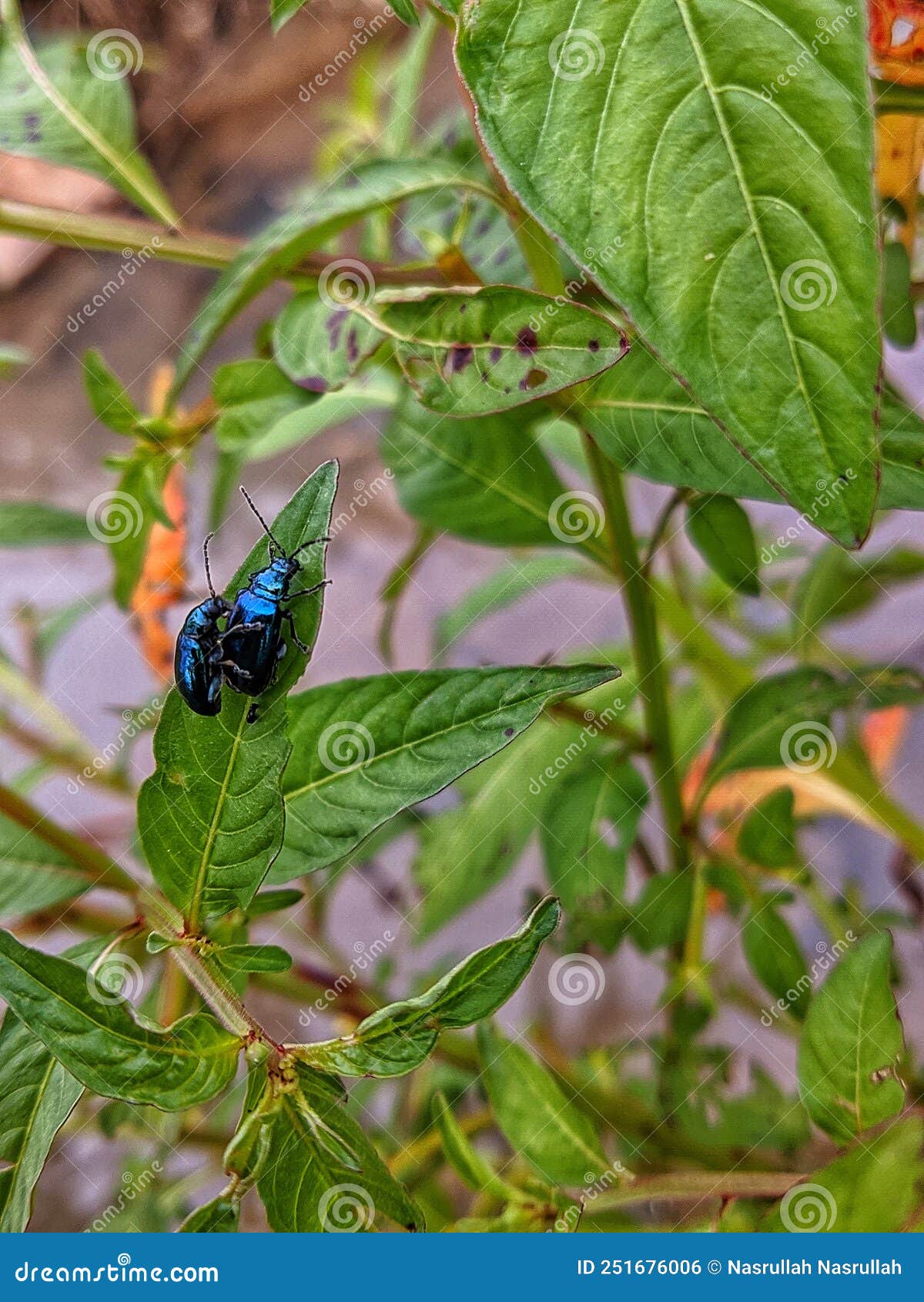 Two Beetles Breeding in a Wild Plant Stock Photo - Image of landscape ...