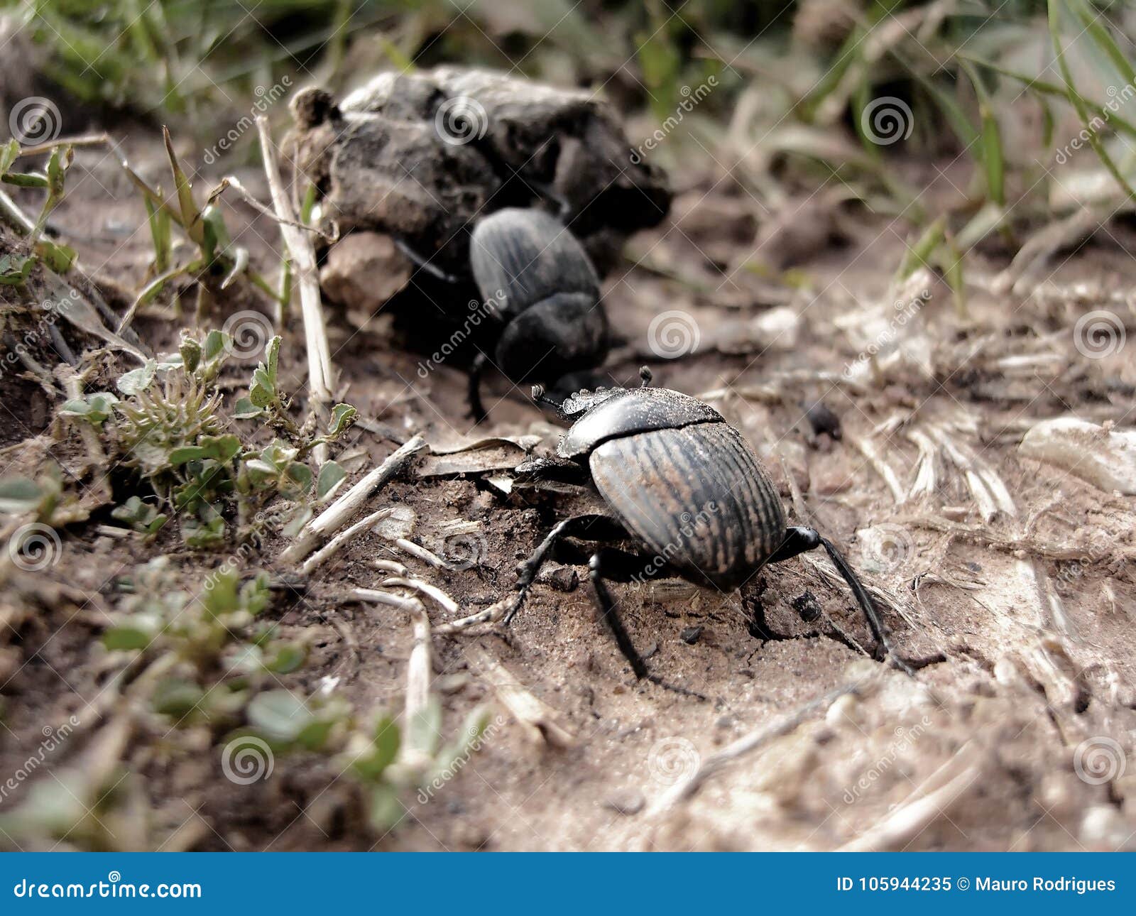 Beetle work stock image. Image of ground, farm, black - 105944235