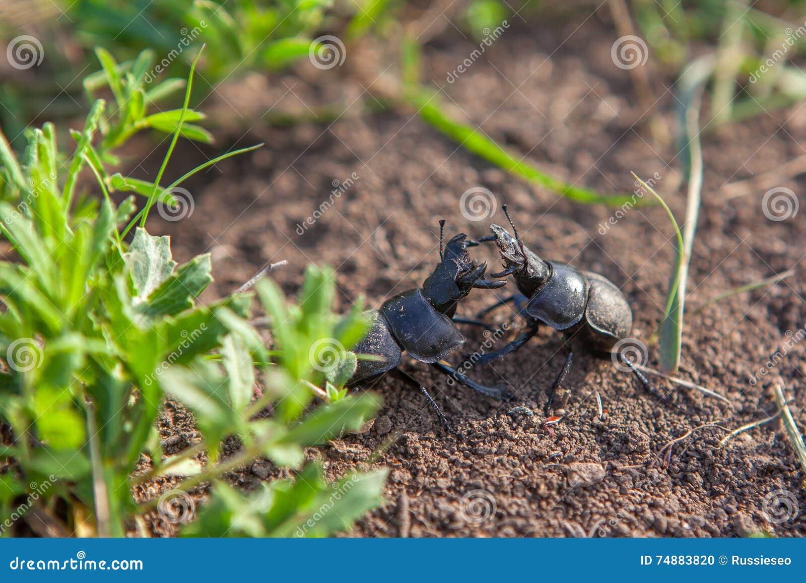 Two beetles fighting stock photo. Image of contend, dangerous - 74883820