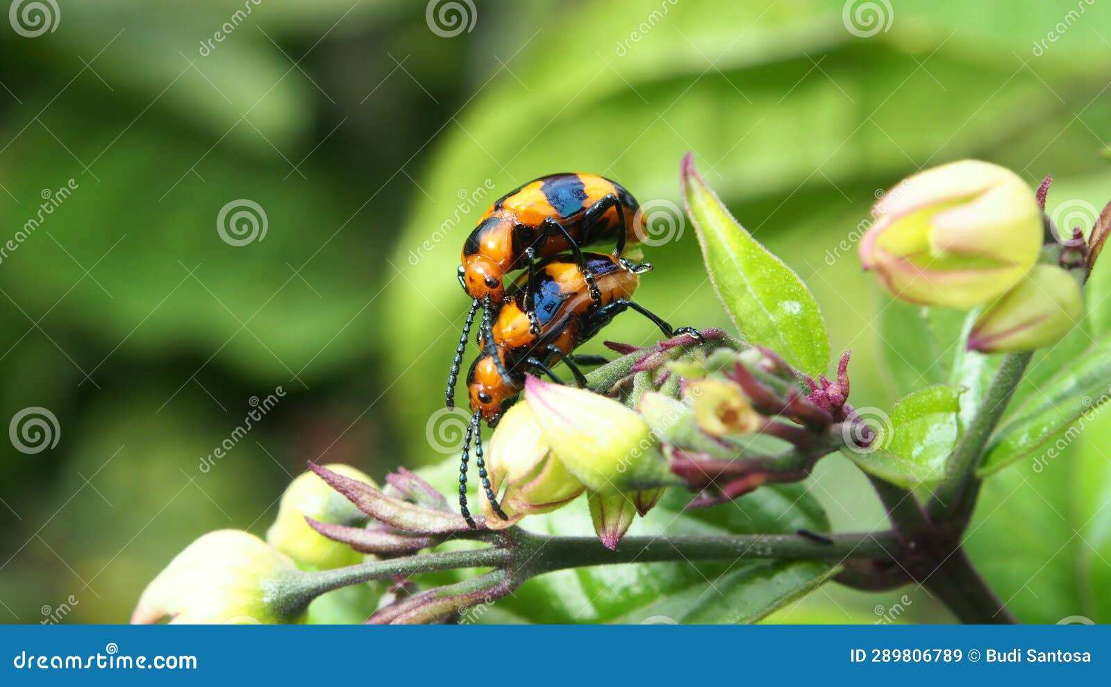 Two Beetles in Mating Process Stock Image - Image of matrimonial ...