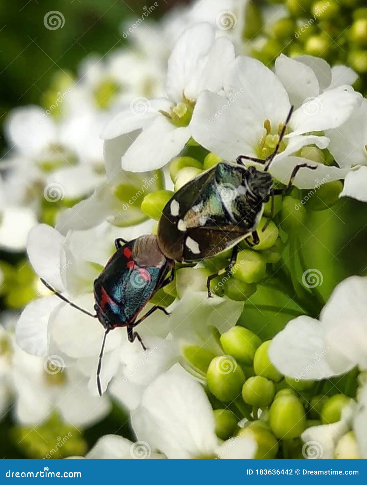 Two Beetles are Sitting on a Blossoming Apple Tree. Stock Photo - Image ...
