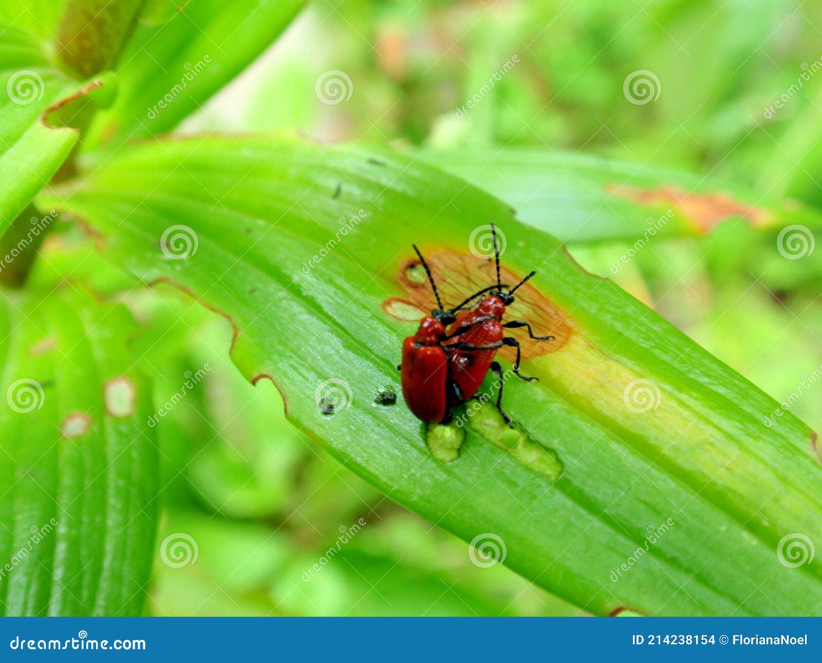 Two Beetles on Top of Each Other Stock Photo - Image of insect, beetles ...