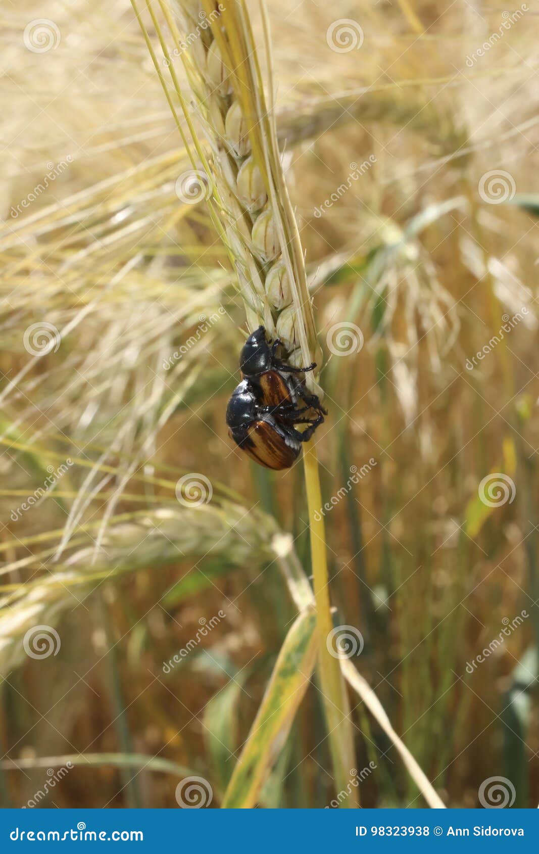 Two Beetles on a Wheat Spike Stock Photo - Image of harvest, organic ...