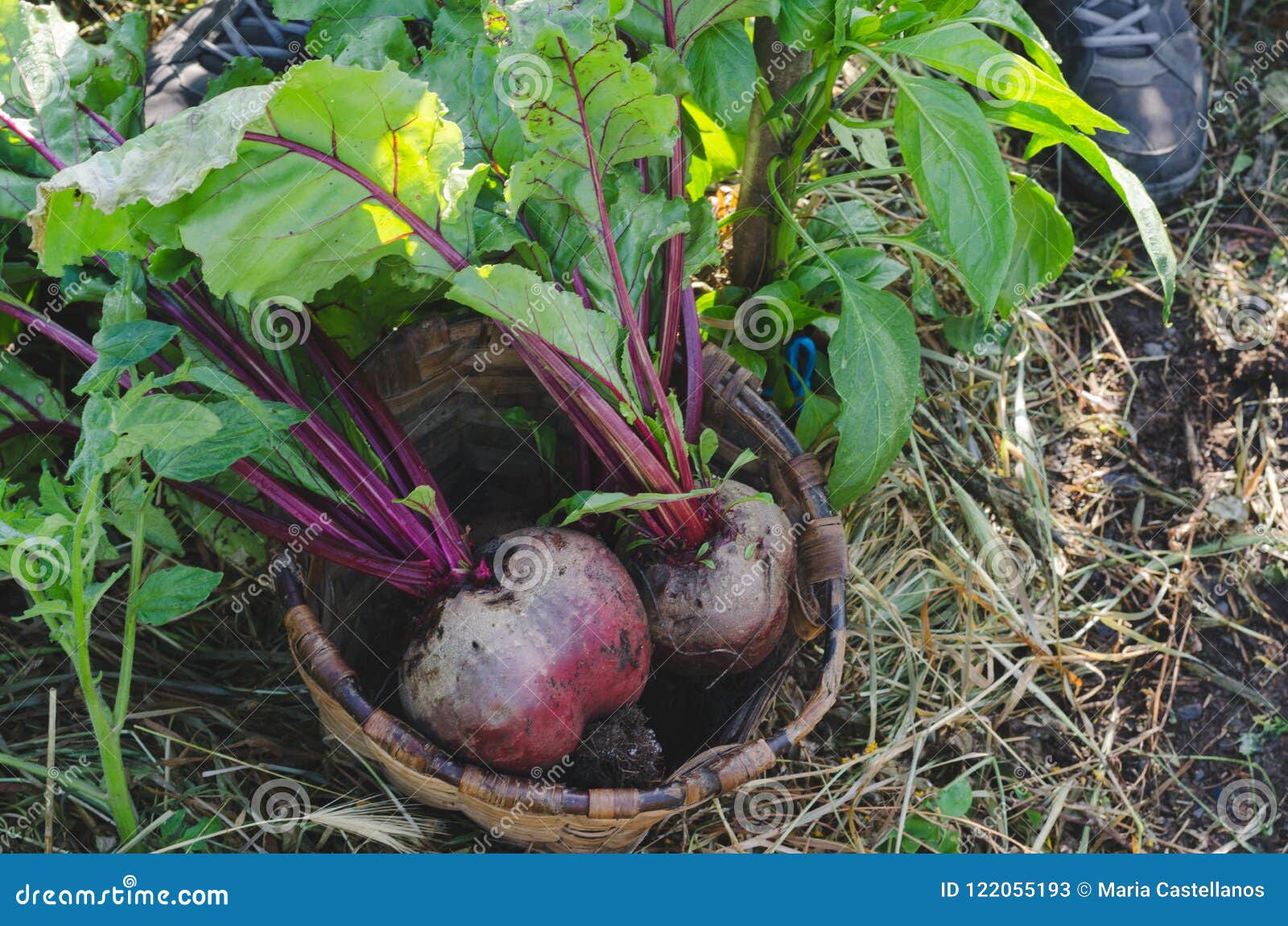 Two Beets in a Basket in the Orchard. Stock Image - Image of ...